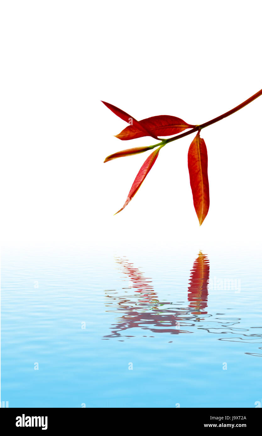 leaf, environment, enviroment, garden, space, field, flora, botany ...