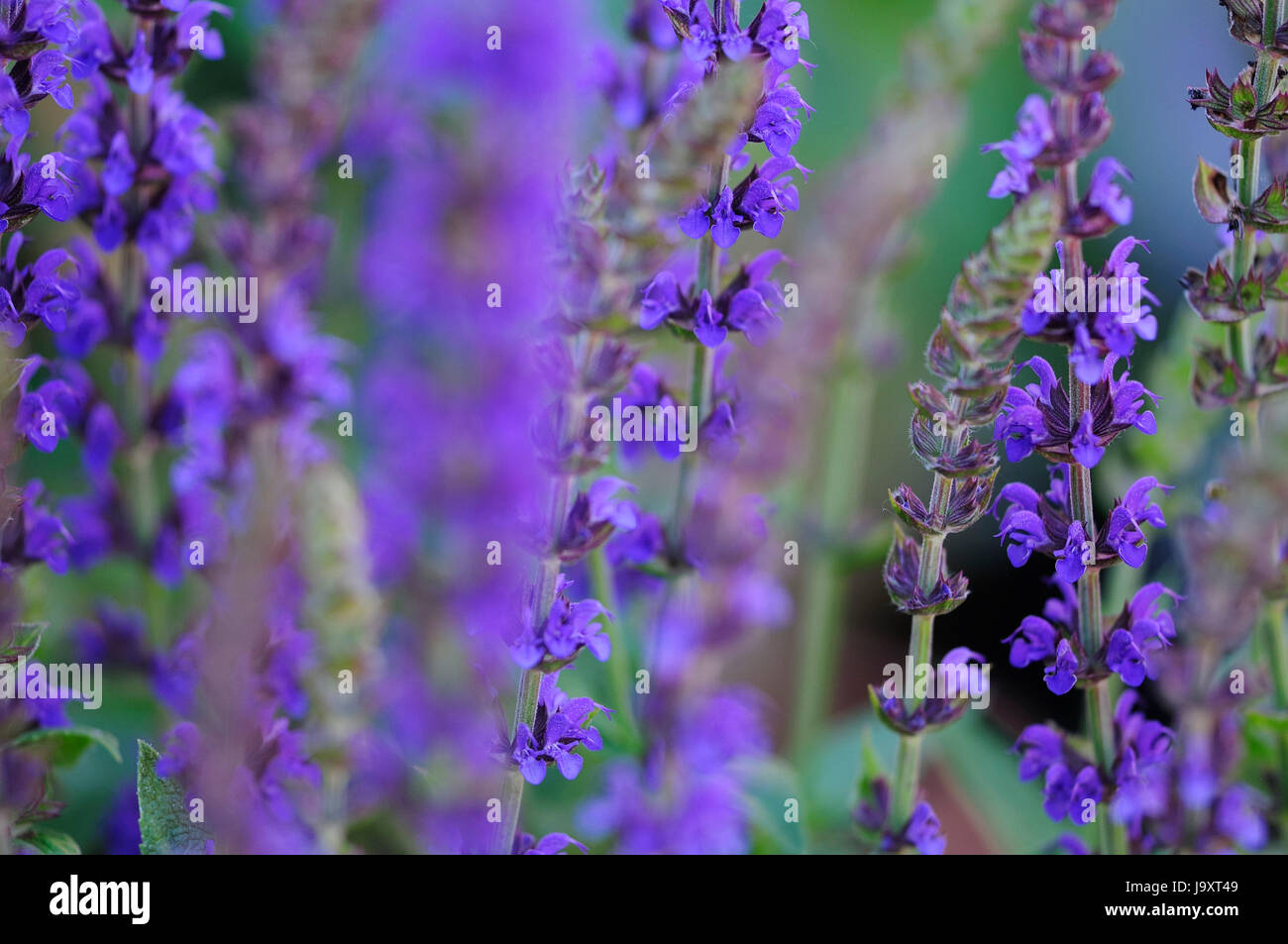 summer garden sage Stock Photo - Alamy