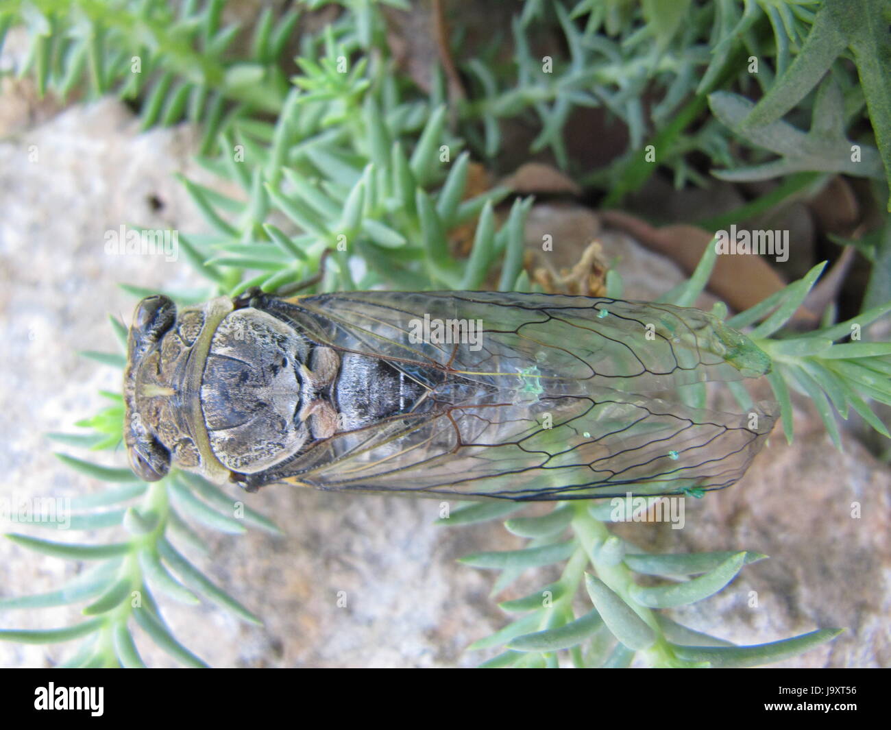 Cigales hi-res stock photography and images - Alamy