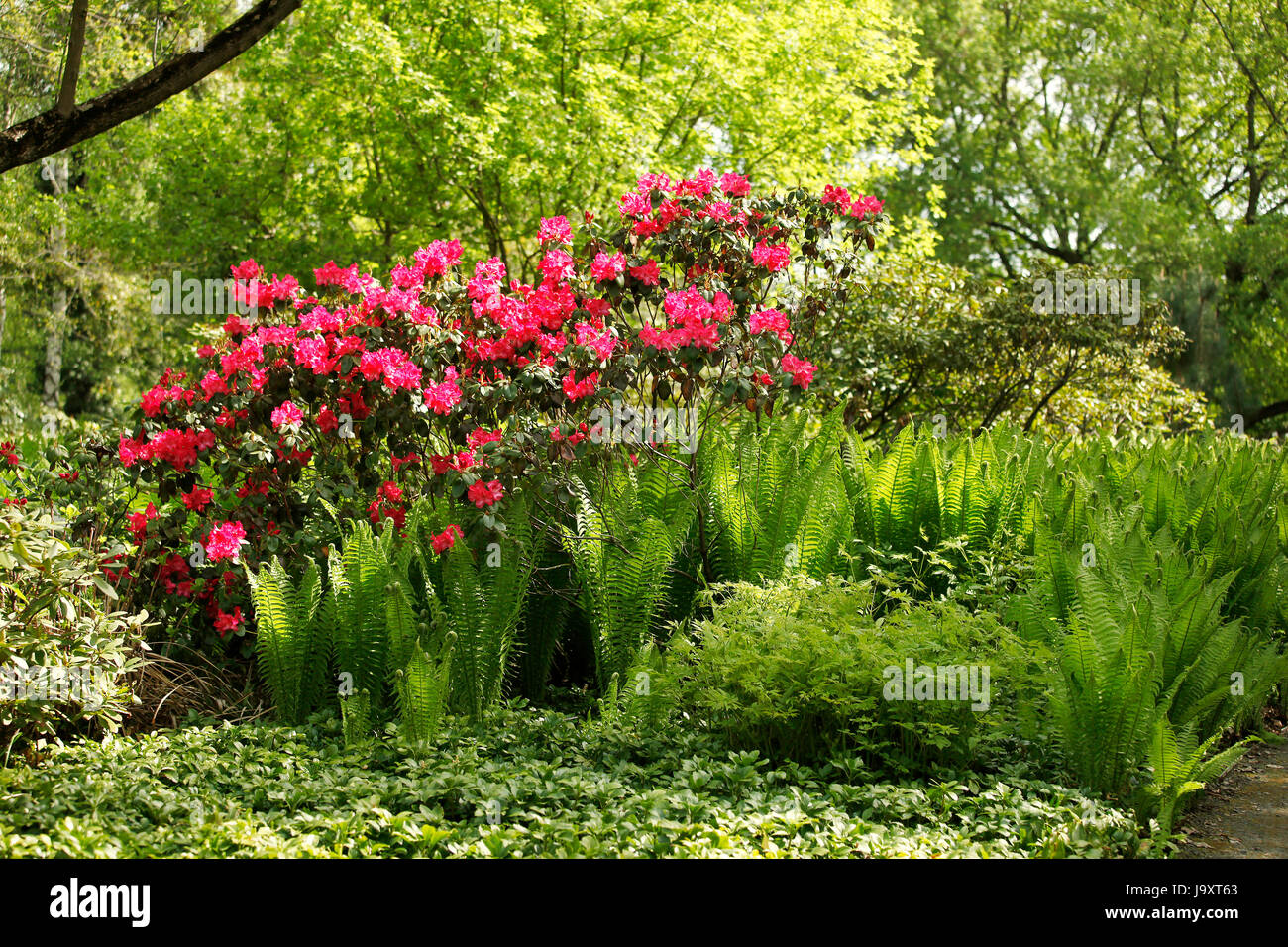 pink flowers in the park Stock Photo - Alamy