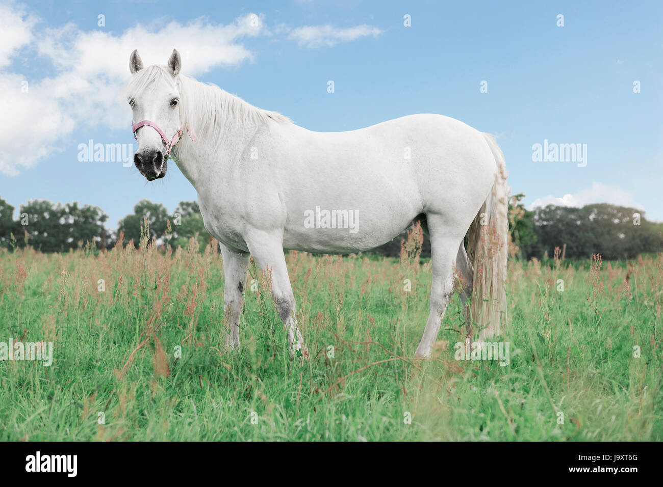 Tautology hi-res stock photography and images - Alamy