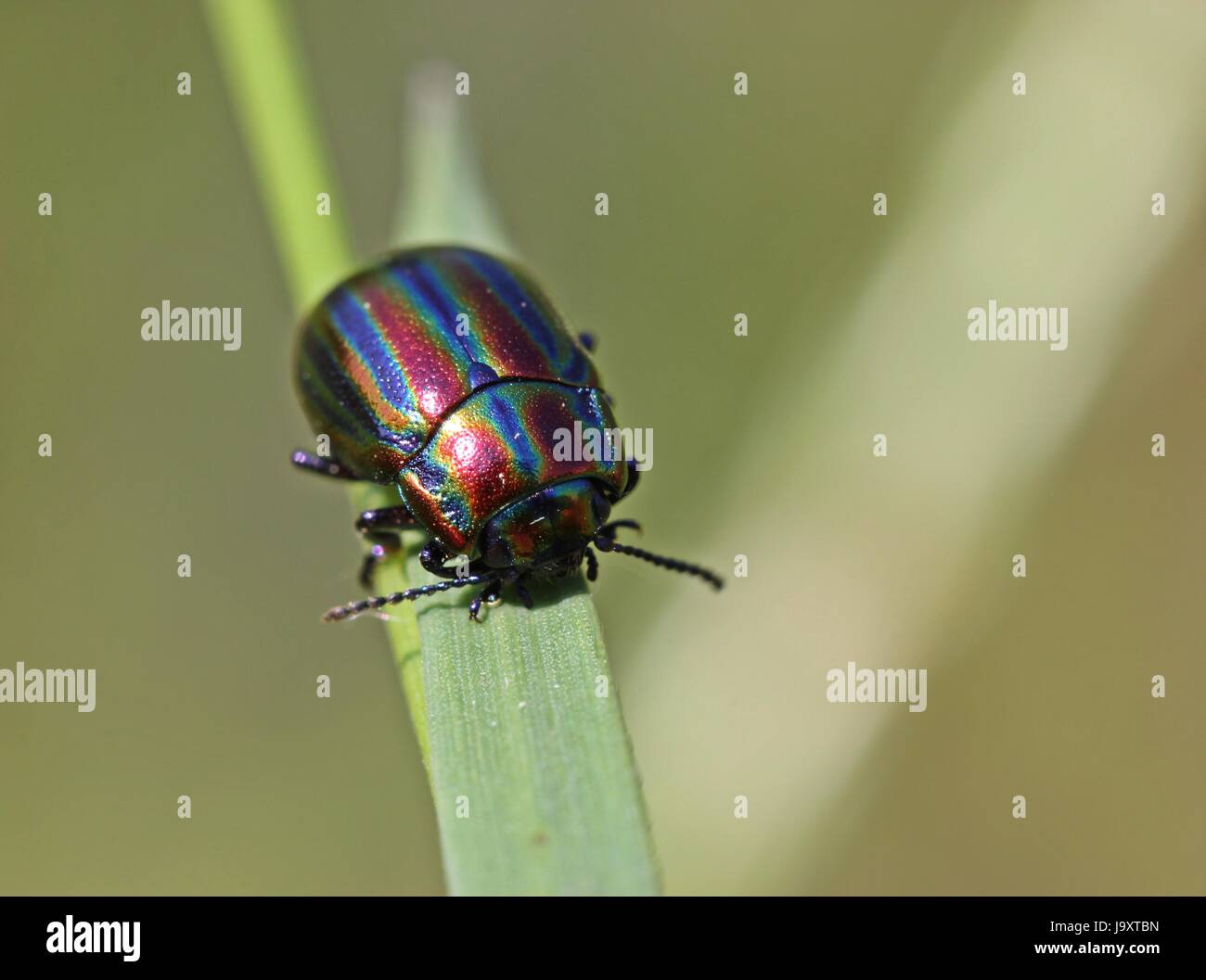 coloured, colourful, gorgeous, multifarious, richly coloured, beetle ...