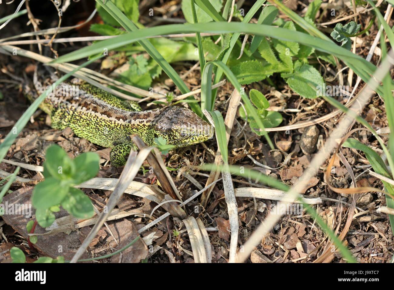male sand lizard in hiding Stock Photo - Alamy