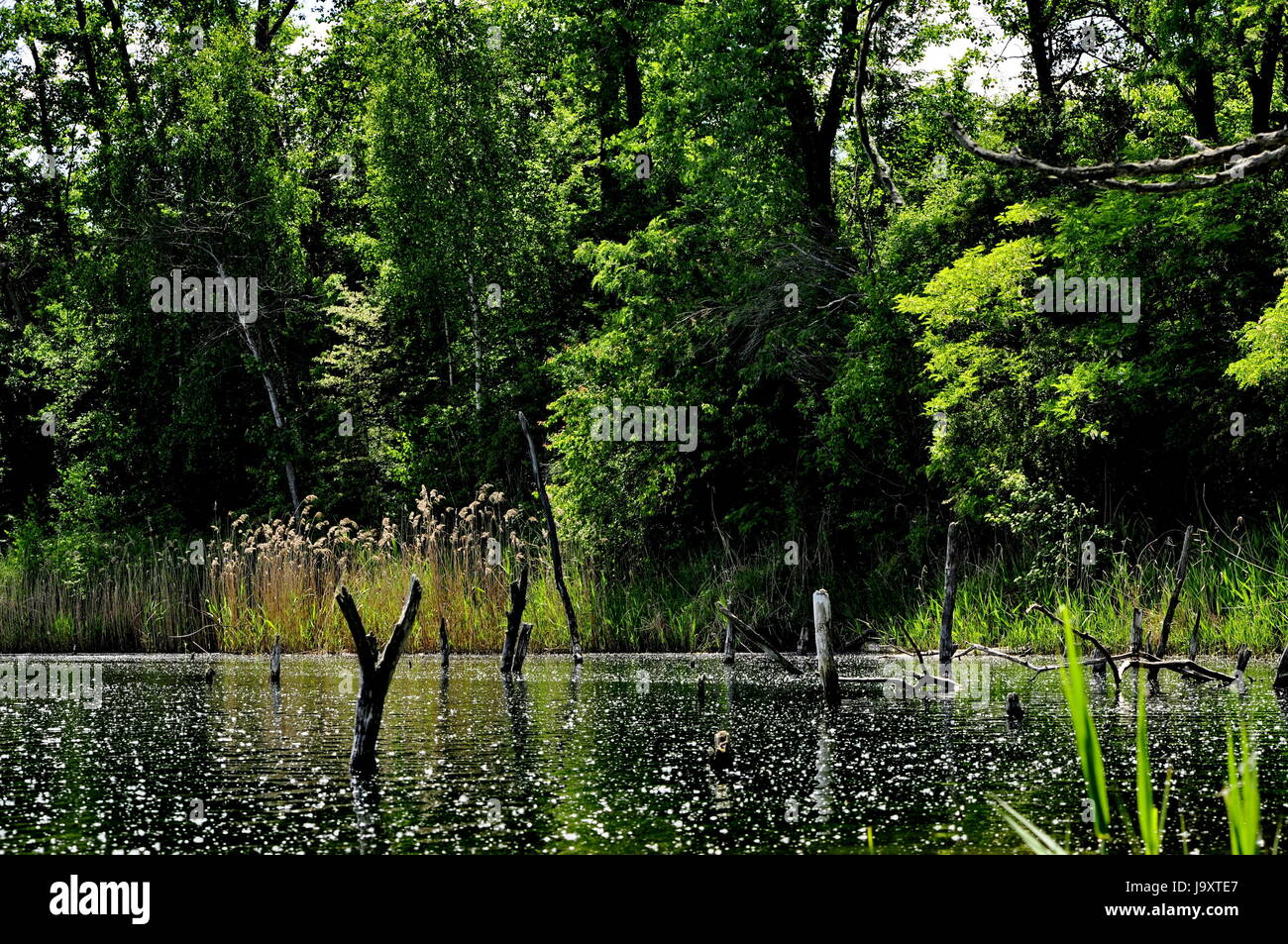 waters, summer, summerly, biotop, fresh water, pond, water, lake ...