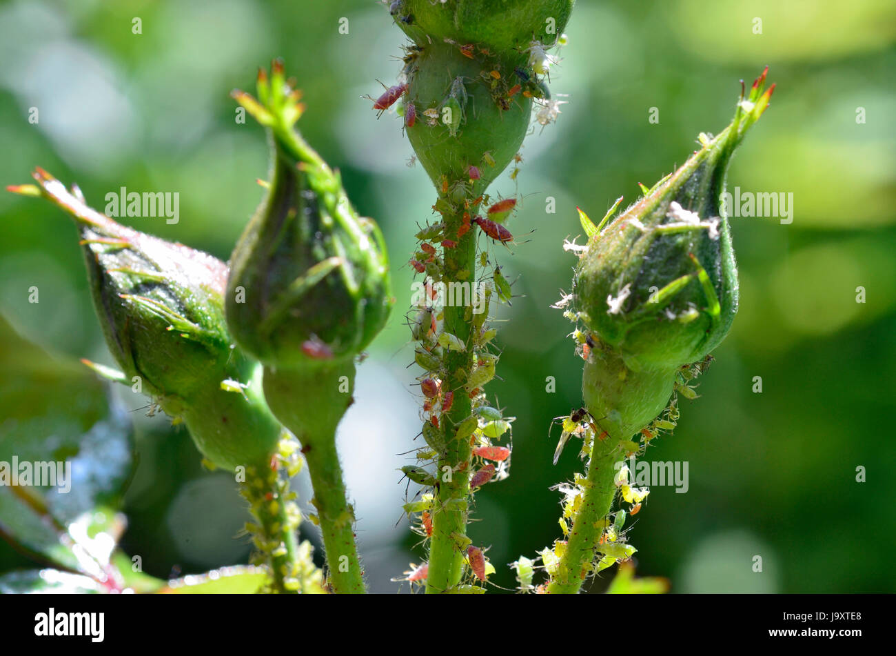 garden, flower, flowers, plant, roses, rose bloom, varmints, gardens ...