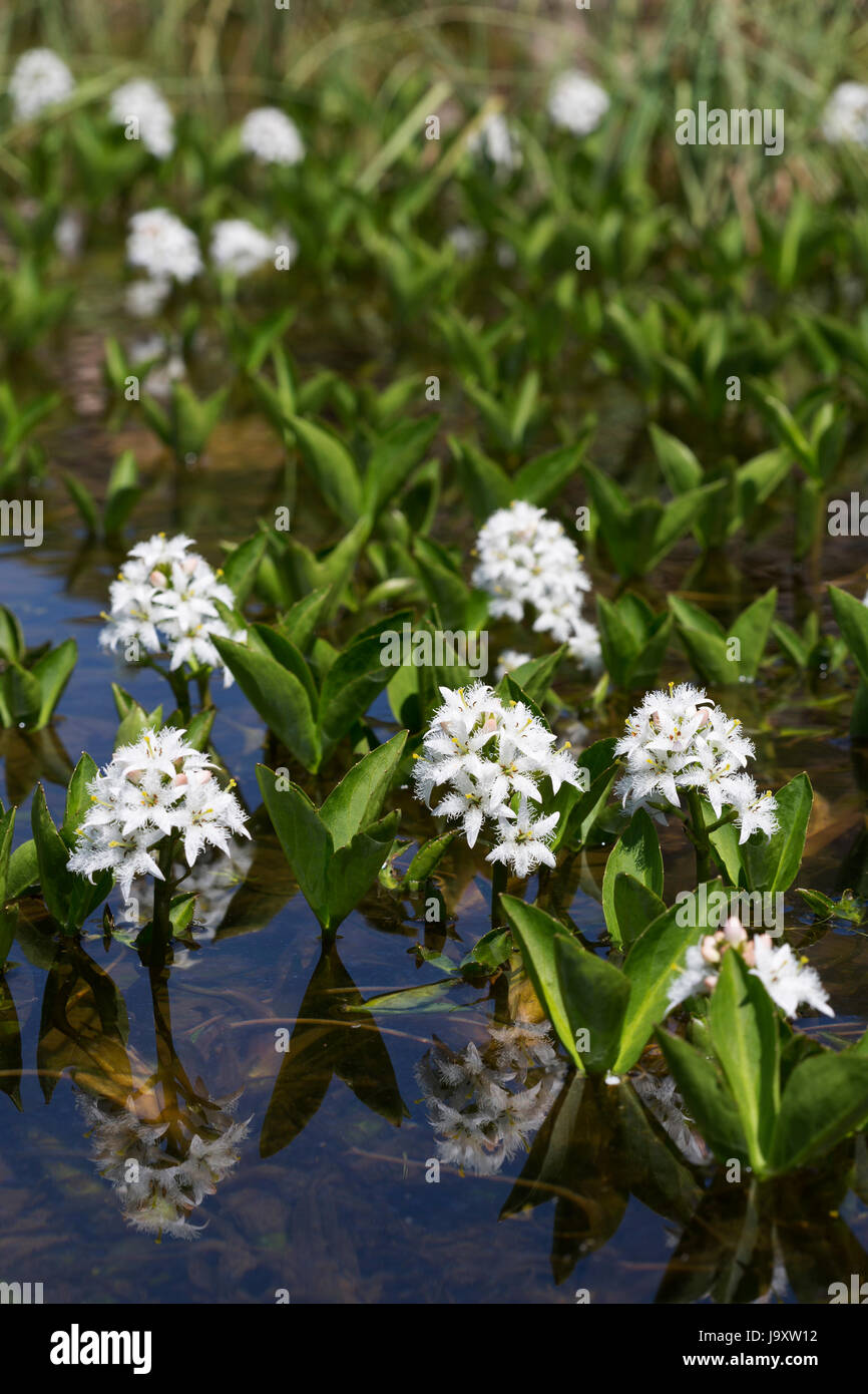 bloom, blossom, flourish, flourishing, medicinal plant, pale, bright ...