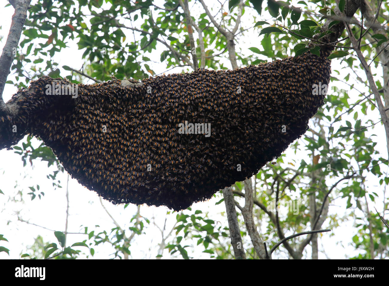 Beehive in a tree in the Sundarbans, a UNESCO World Heritage Site and a ...