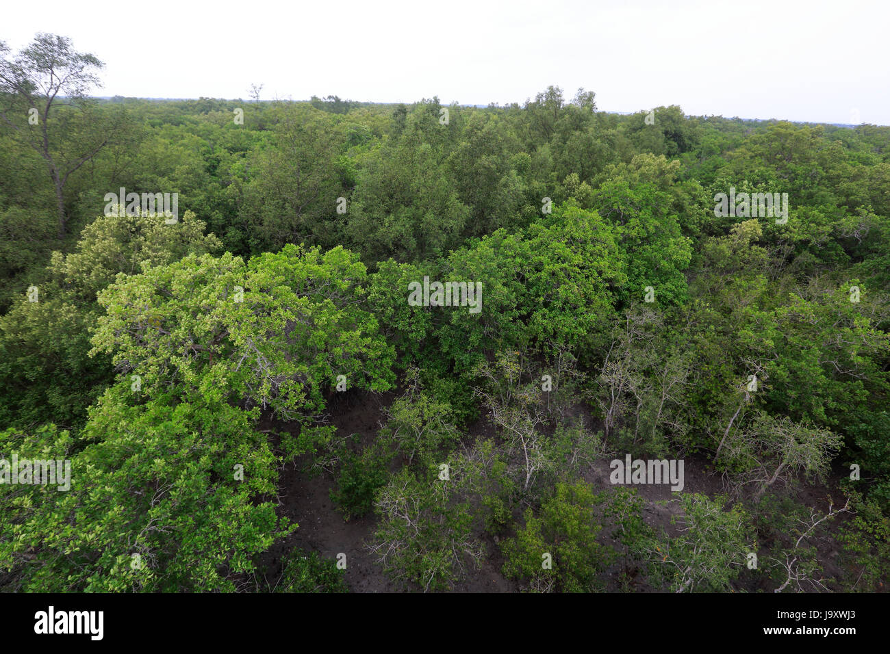Aerial view of the Sundarbans, a UNESCO World Heritage Site and a ...