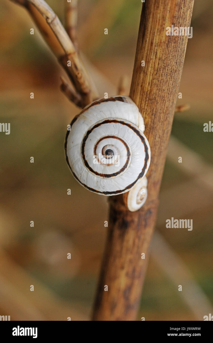 snail, escargots, snail shell, snail shells, dryness, spiral, snail ...