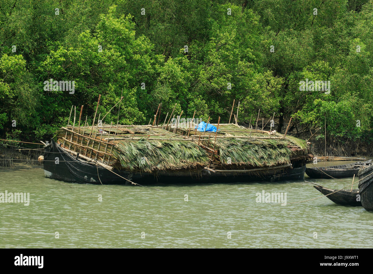 Boats carry Golpata also called Nipa Palm on the Shipshaw River ...