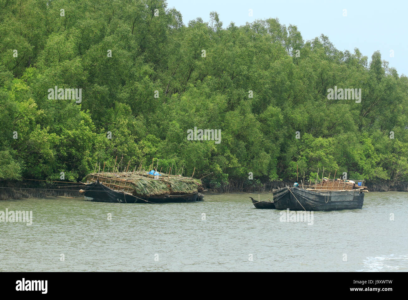Boats carry Golpata also called Nipa Palm on the Shipshaw River ...