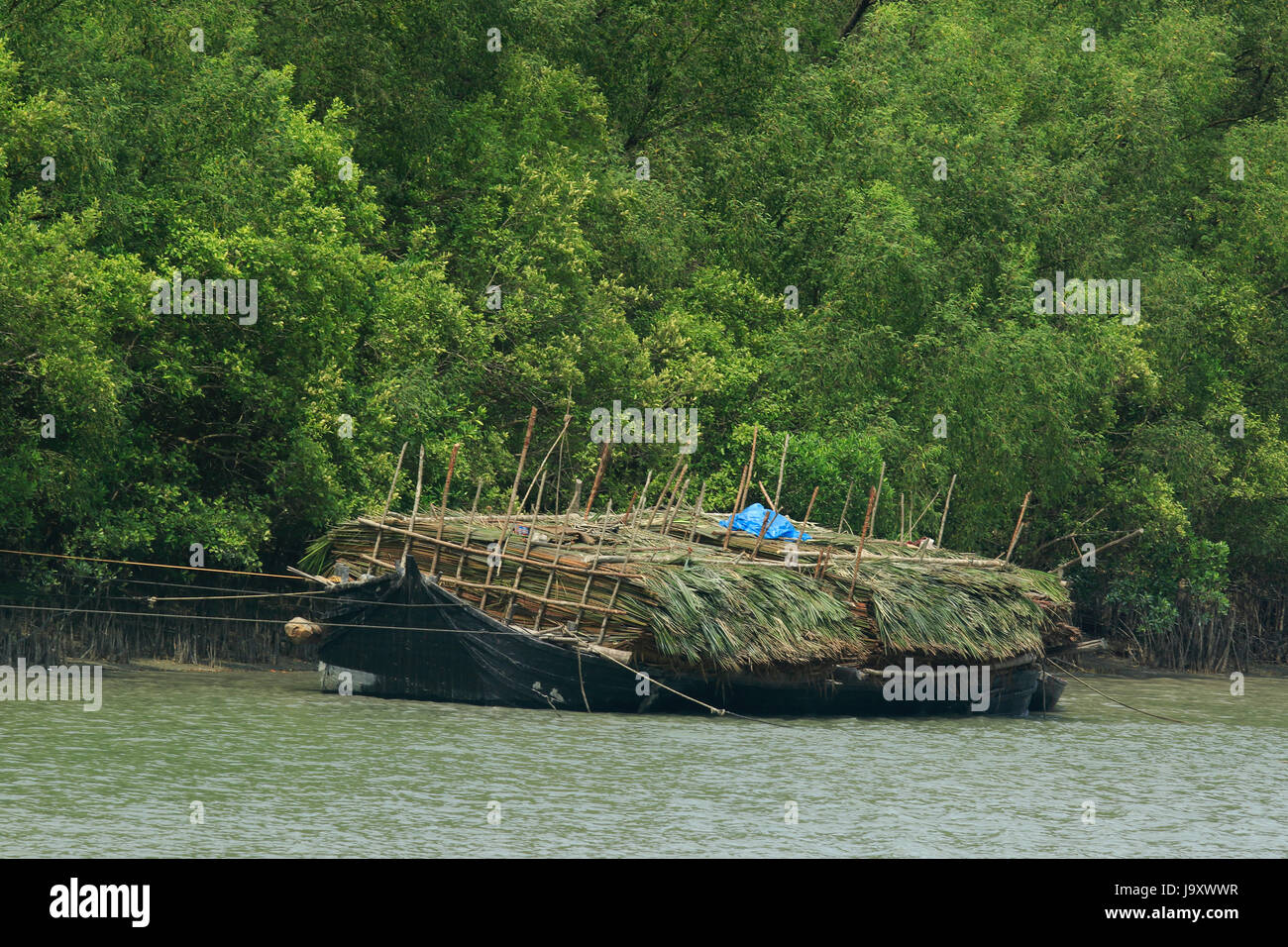 Boats carry Golpata also called Nipa Palm on the Shipshaw River ...