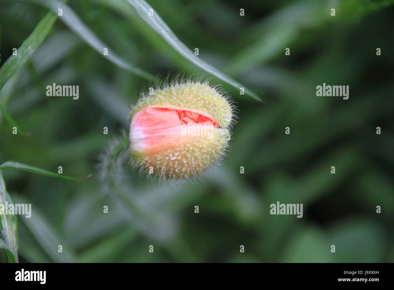 pink poppy flower bud Stock Photo - Alamy