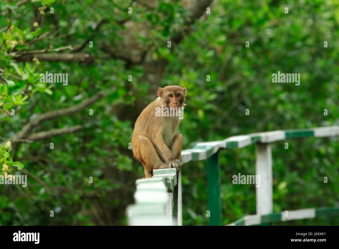 Eco tourism in bangladesh hi-res stock photography and images - Alamy