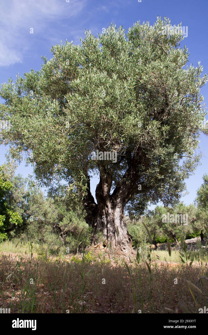 Olive tree ( Olea europaea Stock Photo - Alamy
