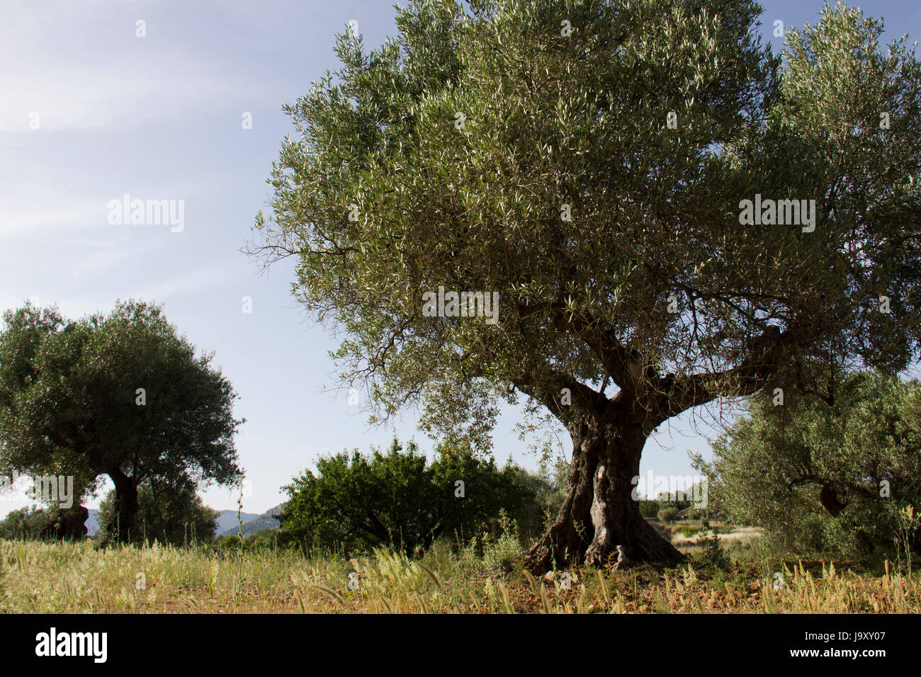 Olive tree ( Olea europaea Stock Photo - Alamy