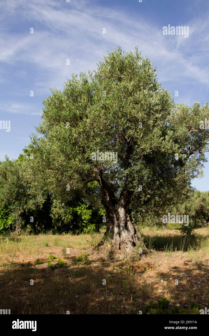 Olive tree ( Olea europaea Stock Photo - Alamy