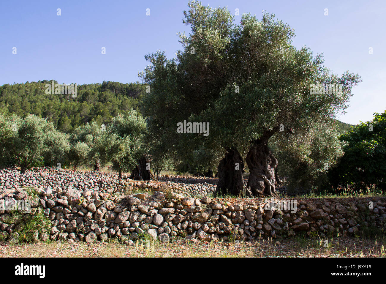 Olive tree ( Olea europaea Stock Photo - Alamy