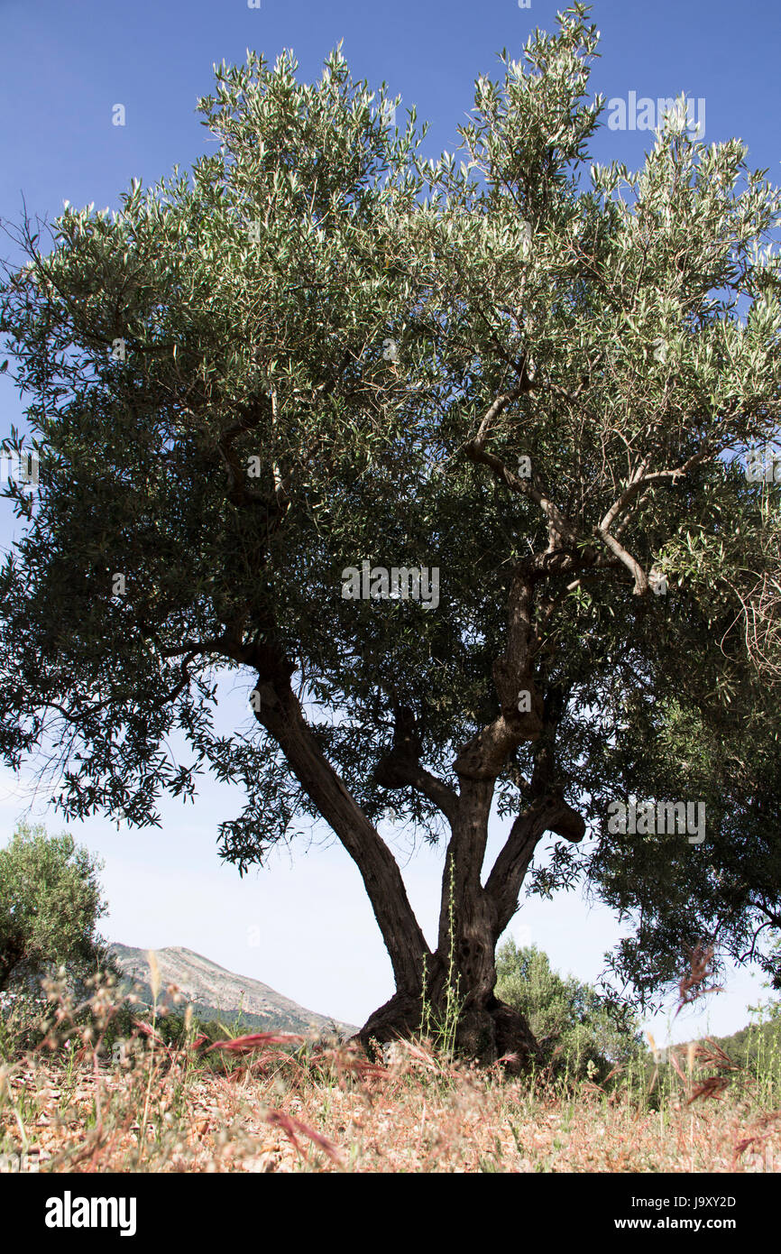 Olive tree ( Olea europaea Stock Photo - Alamy