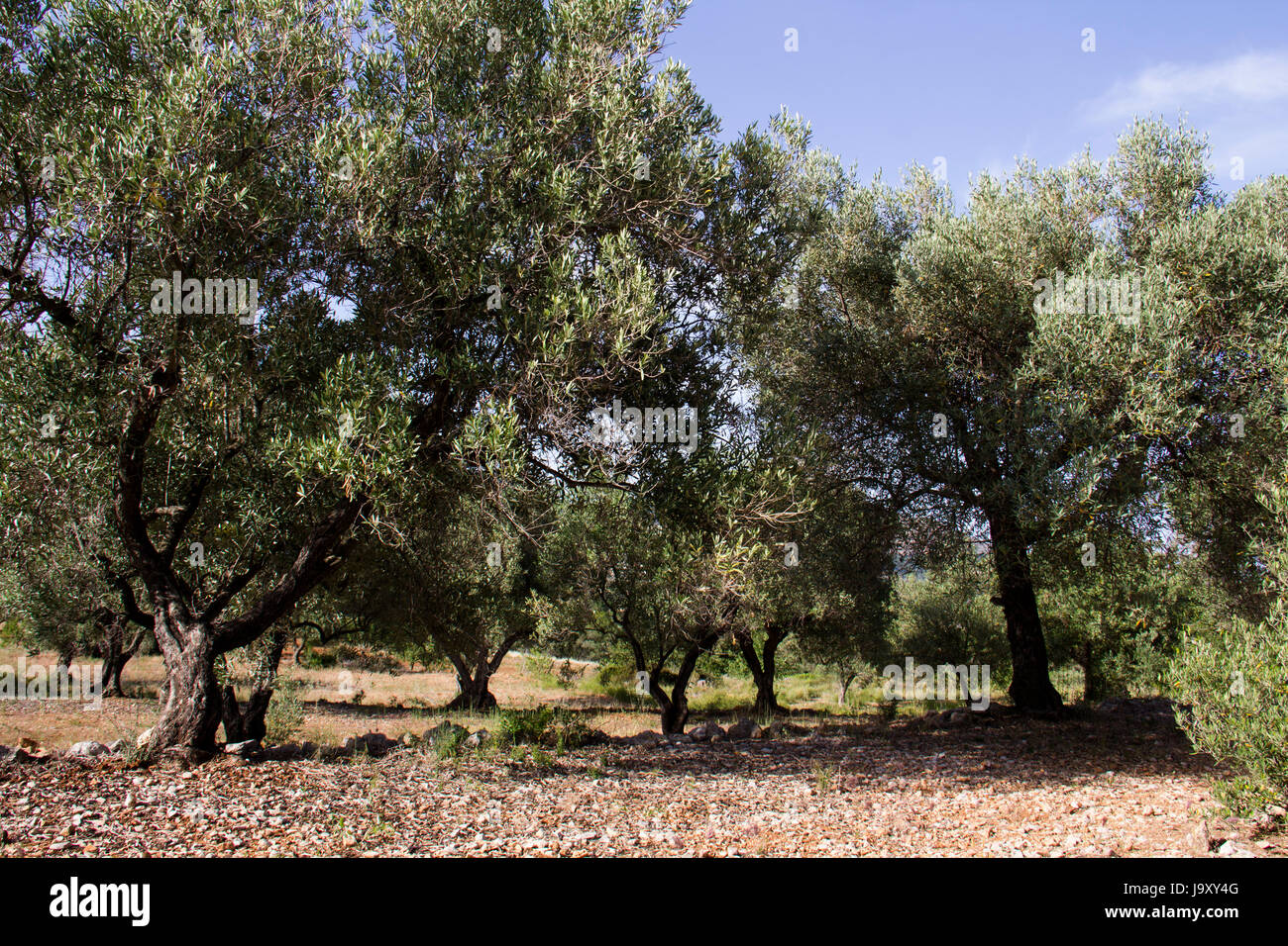 Olive tree ( Olea europaea Stock Photo - Alamy
