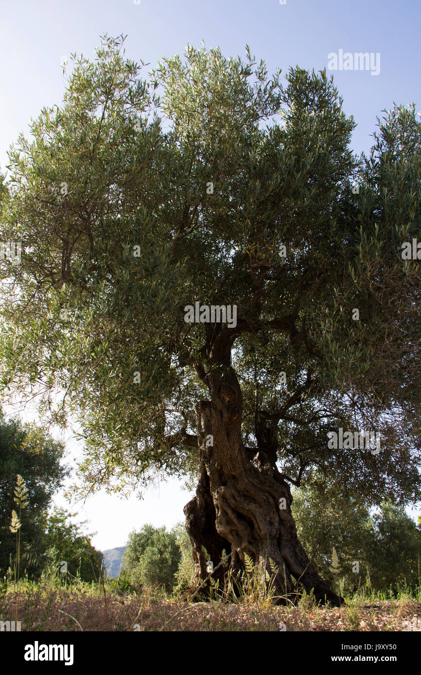 Olive tree ( Olea europaea Stock Photo - Alamy