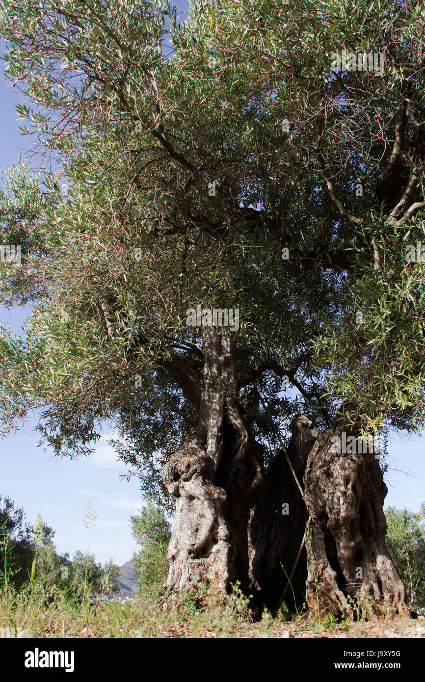 Olive tree ( Olea europaea Stock Photo - Alamy