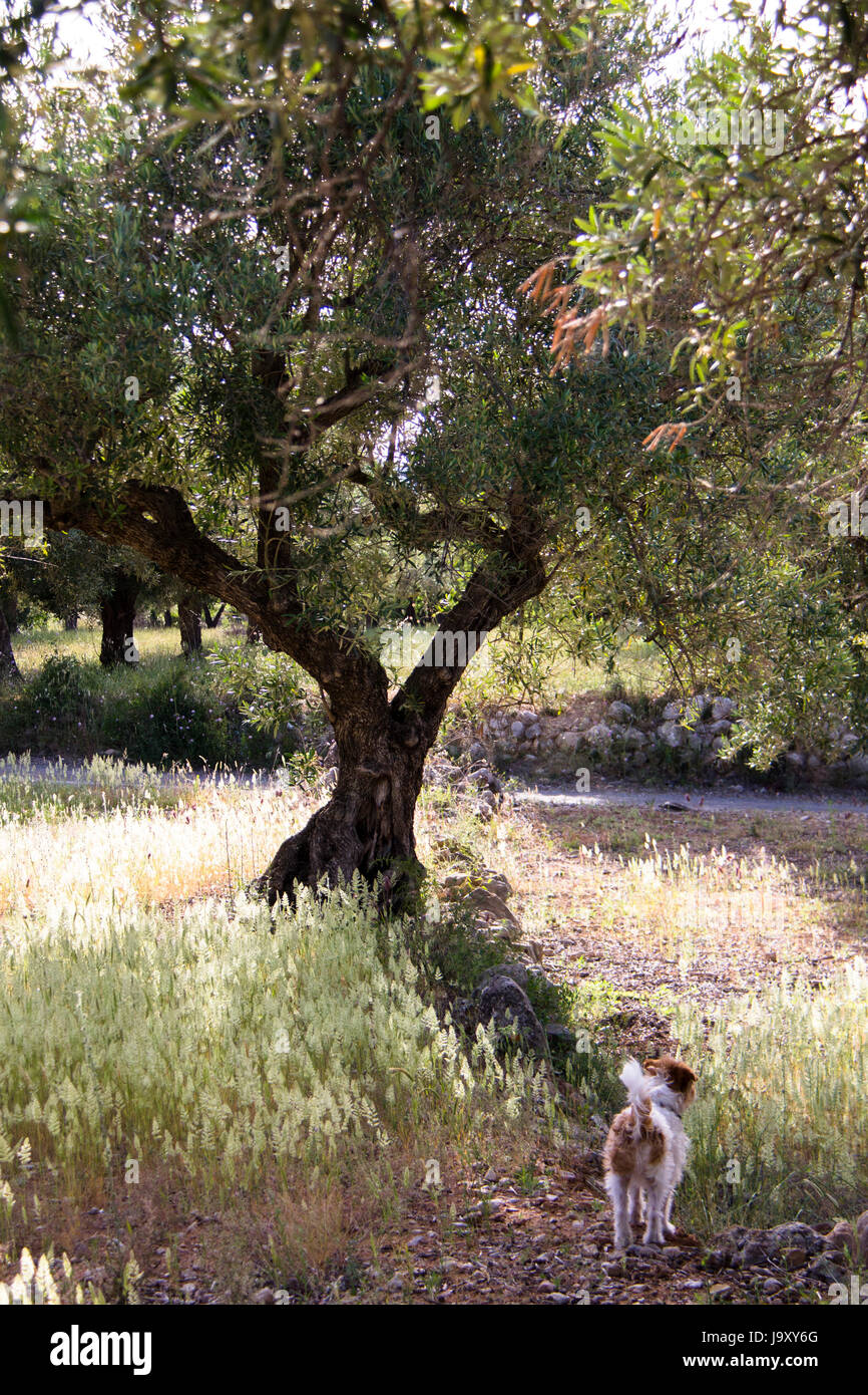 Olive tree ( Olea europaea Stock Photo - Alamy