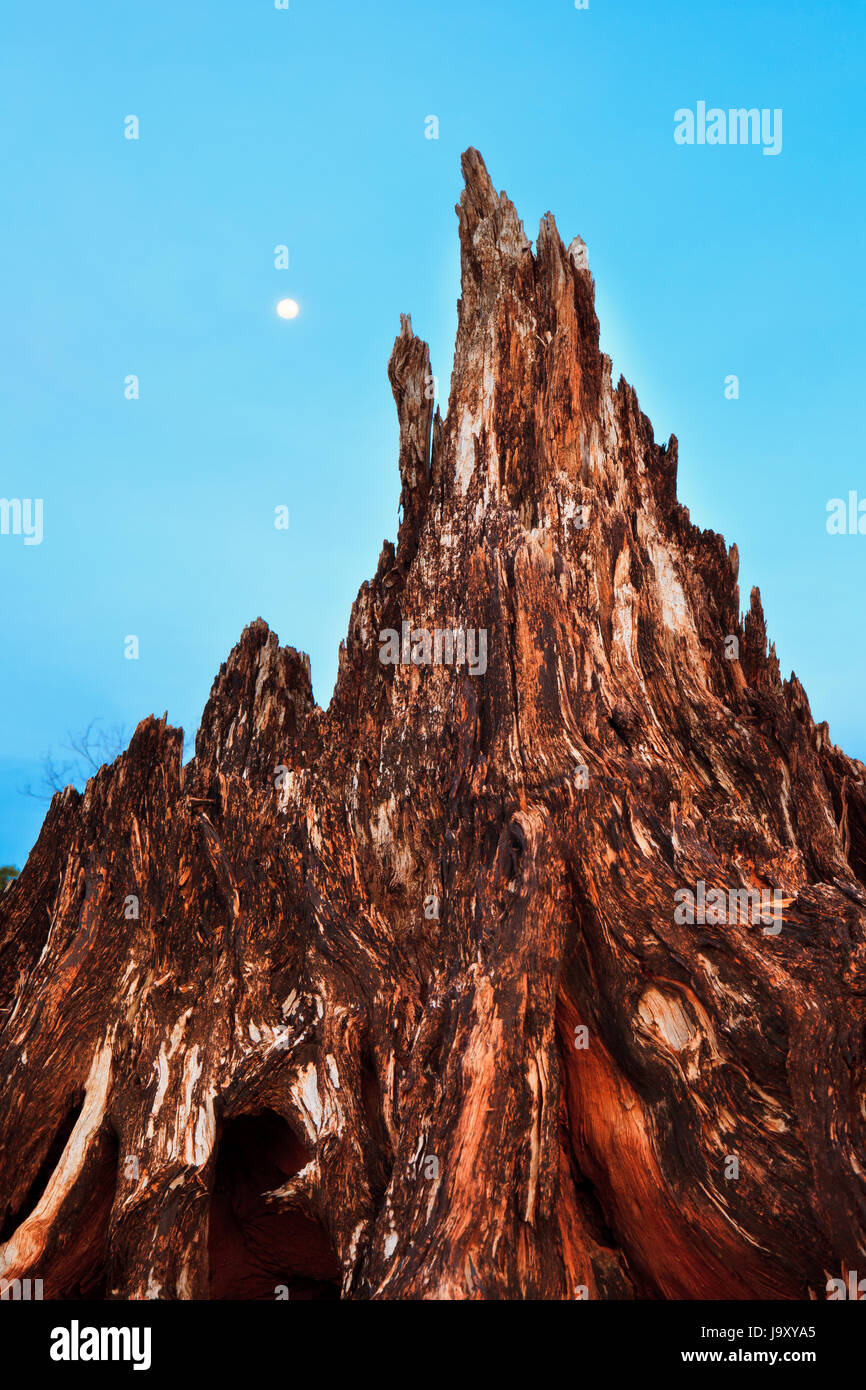 Panama landscape with dry root and moon in Sarigua National Park ...