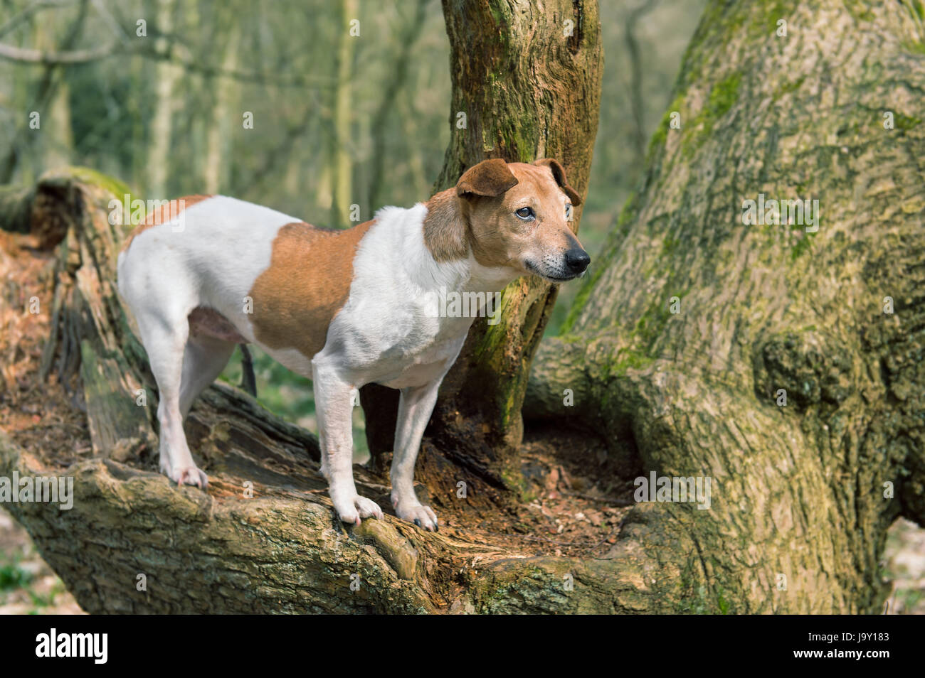 dog, woods, canine, look, glancing, see, view, looking, peeking ...