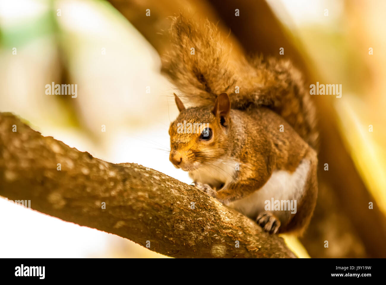 tree, rodent, branch, woods, squirrel, eastern, maddening, pert ...