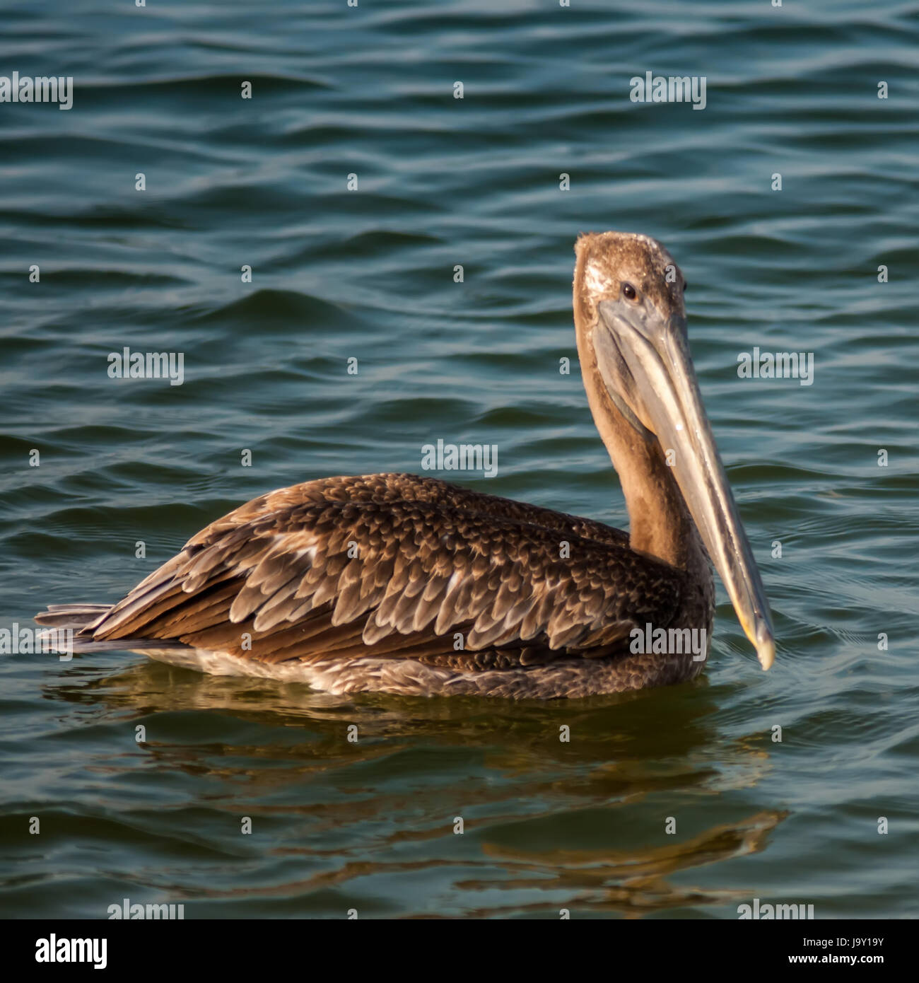 big, large, enormous, extreme, powerful, imposing, immense, relevant ...