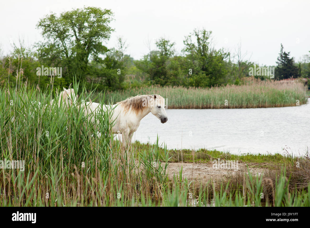 animal, wild, swamp, horse, horses, horse, animal, swamp, horses, ruin ...