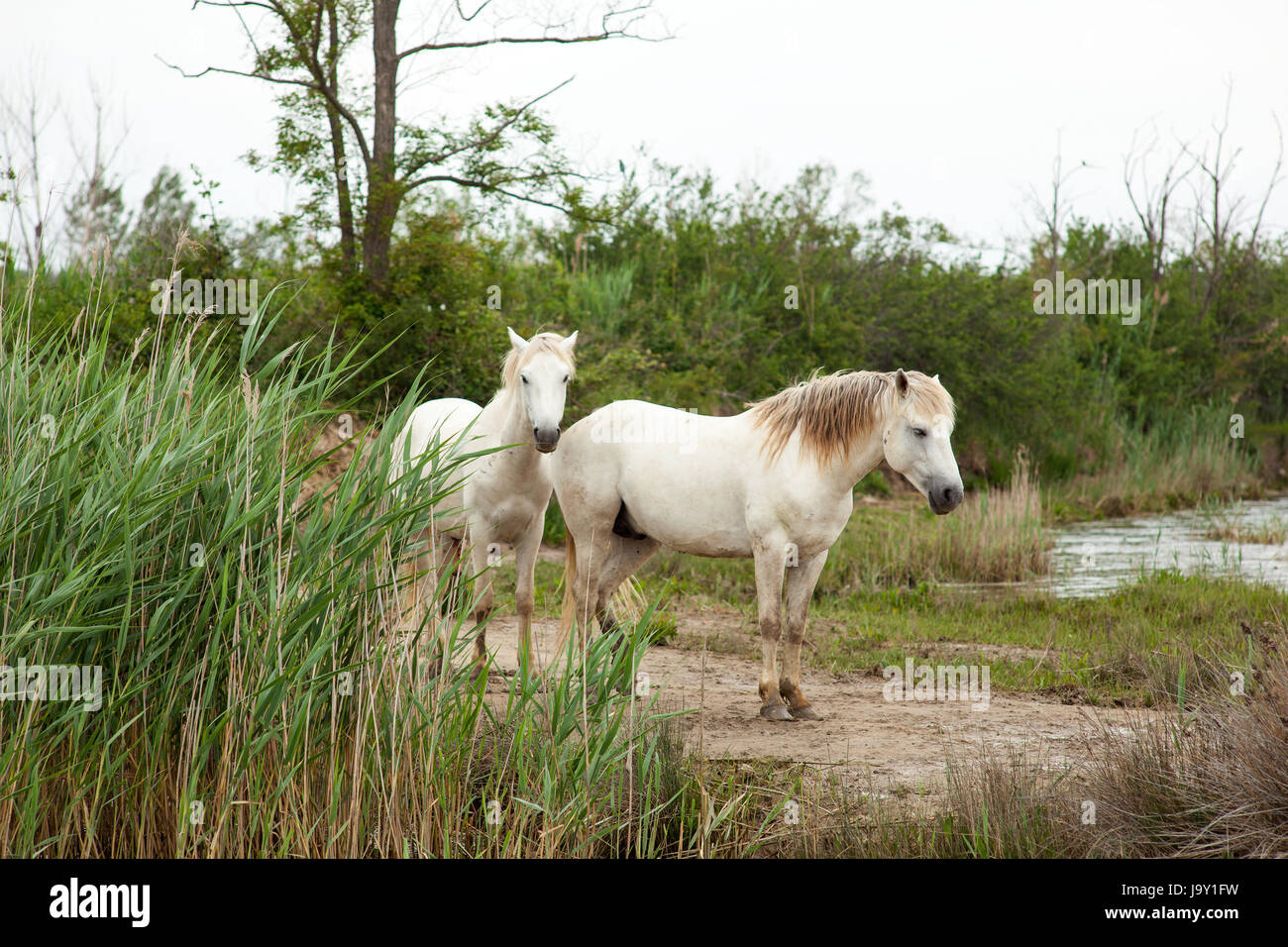 animal, wild, swamp, horse, horses, horse, animal, swamp, horses, ruin ...