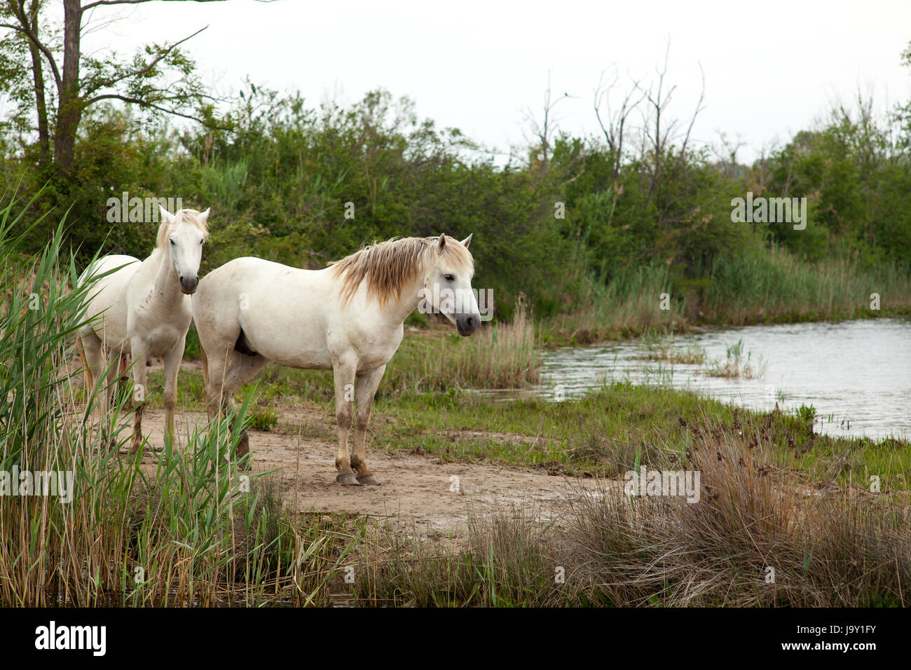 animal, wild, swamp, horse, horses, horse, animal, swamp, horses, ruin ...