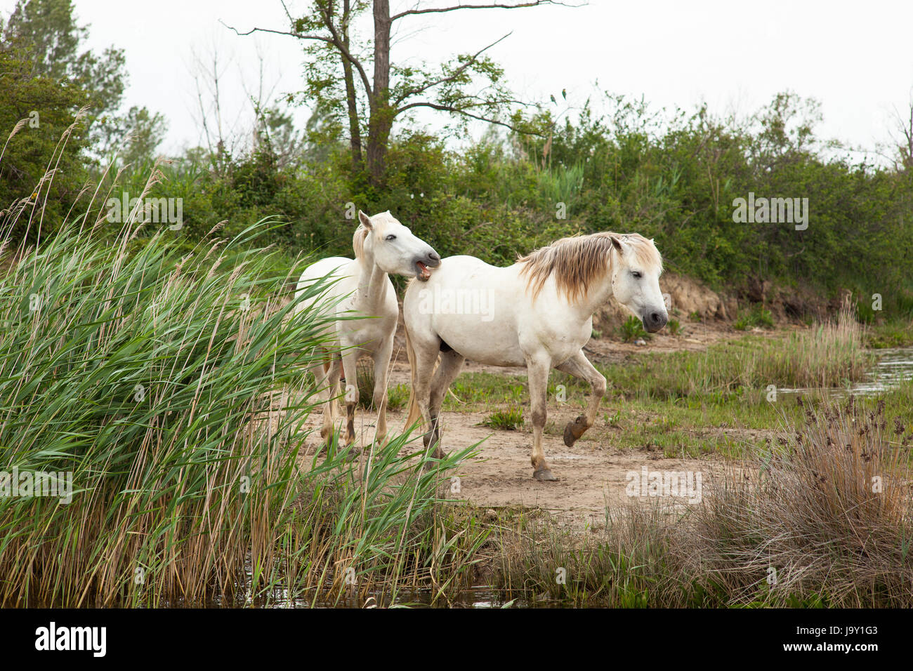 animal, wild, swamp, horse, horses, horse, animal, swamp, horses, ruin ...