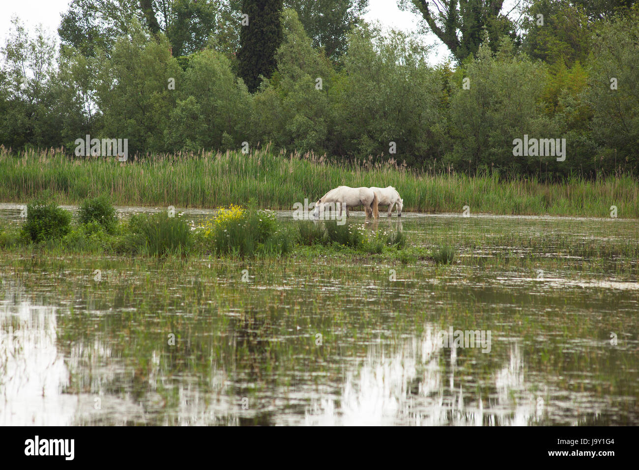 animal, wild, swamp, horse, horses, horse, animal, swamp, horses, ruin ...