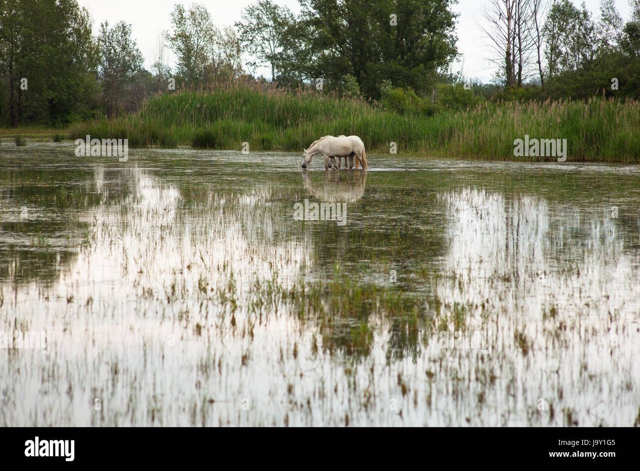 animal, wild, swamp, horse, horses, horse, animal, swamp, horses, ruin ...