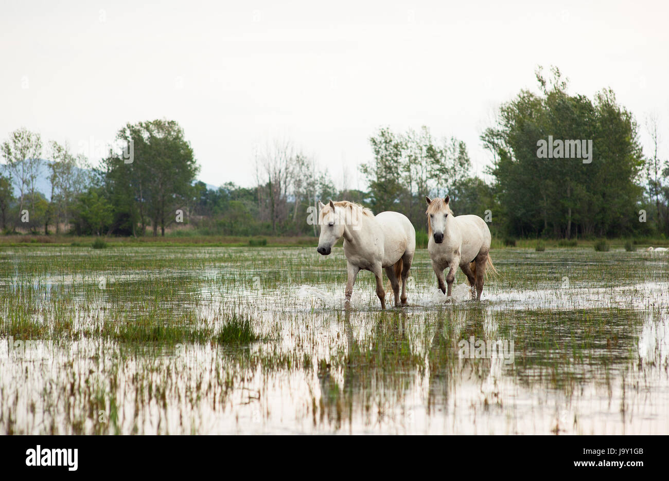 animal, wild, swamp, horse, horses, horse, animal, swamp, horses, ruin ...
