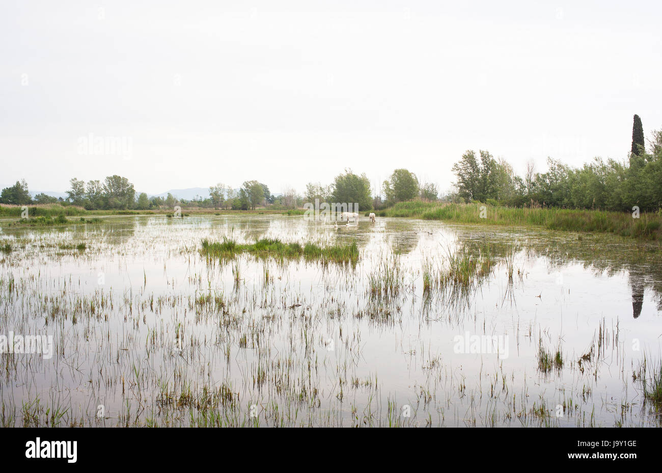 animal, wild, swamp, horse, horses, horse, animal, swamp, horses, ruin ...