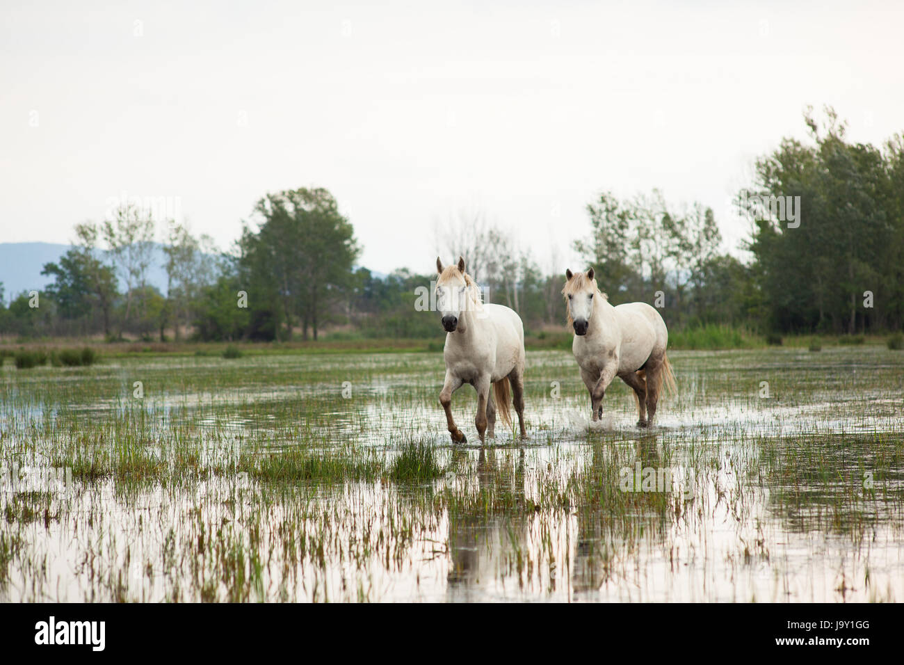animal, wild, swamp, horse, horses, horse, animal, swamp, horses, ruin ...