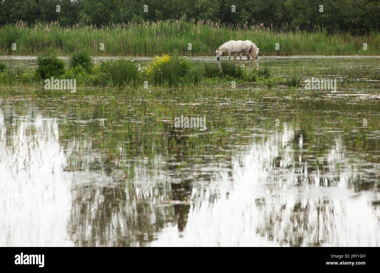 animal, wild, swamp, horse, horses, horse, animal, swamp, horses, ruin ...