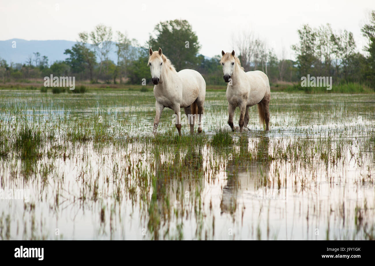 animal, wild, swamp, horse, horses, horse, animal, swamp, horses, ruin ...