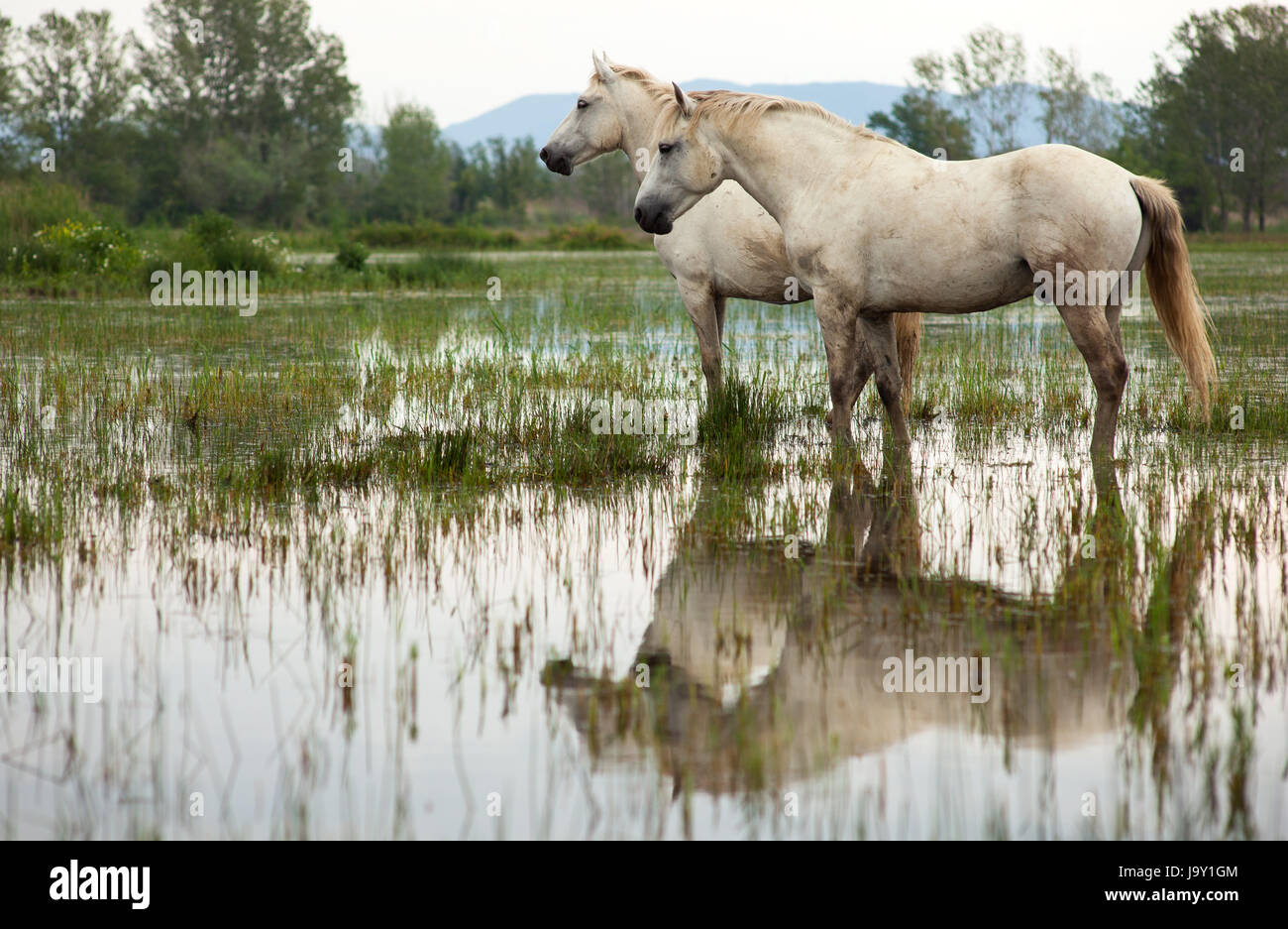 animal, wild, swamp, horse, horses, horse, animal, swamp, horses, ruin ...