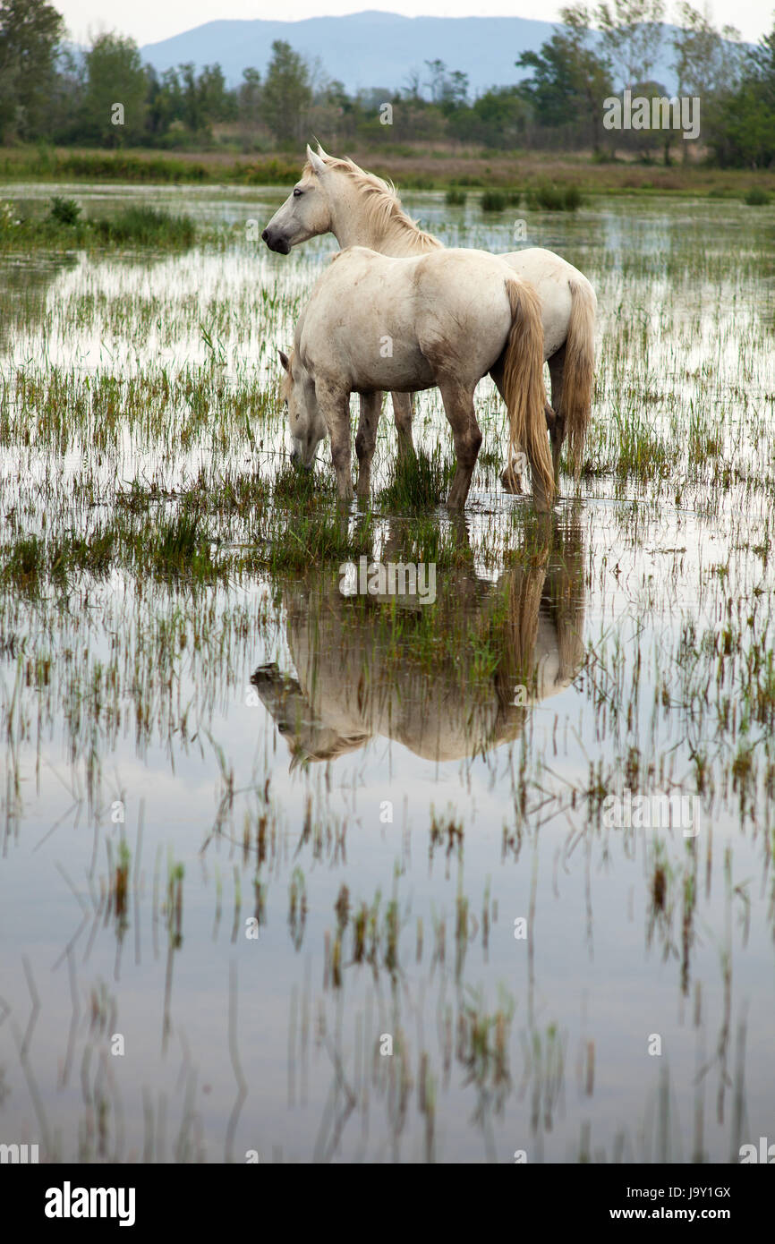 animal, wild, swamp, horse, horses, horse, animal, swamp, horses, ruin ...