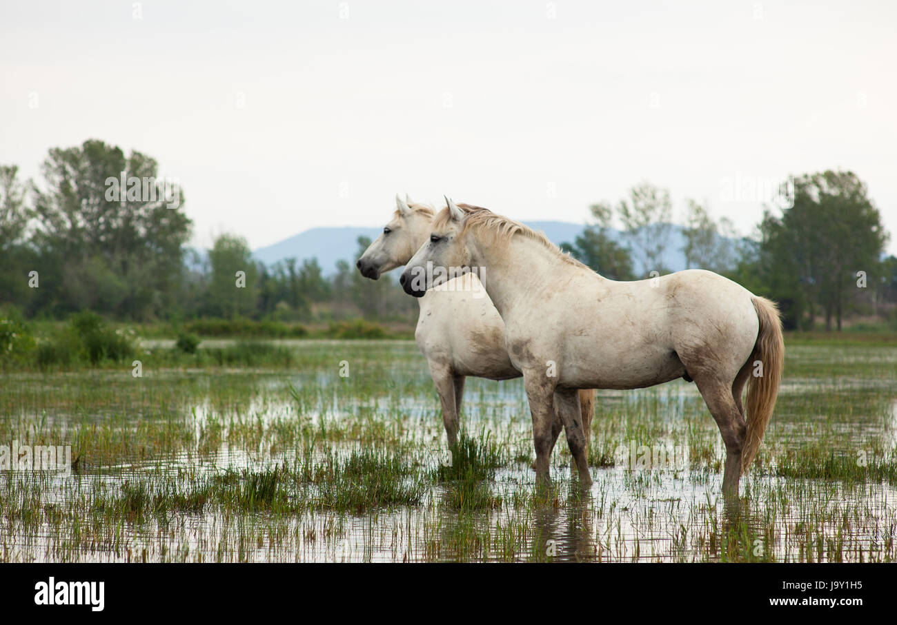 animal, wild, swamp, horse, horses, horse, animal, swamp, horses, ruin ...