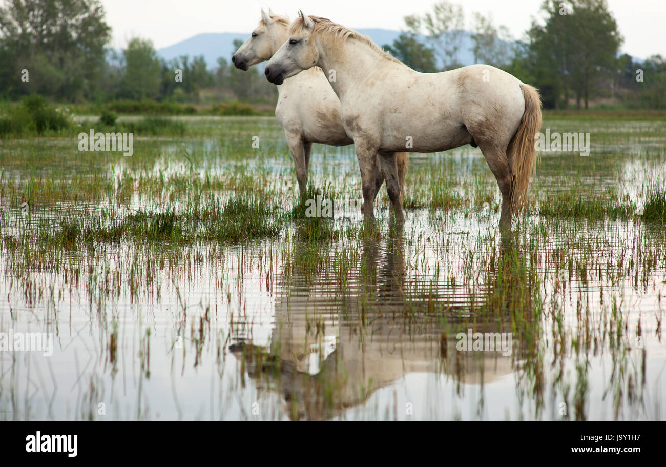 animal, wild, swamp, horse, horses, horse, animal, swamp, horses, ruin ...