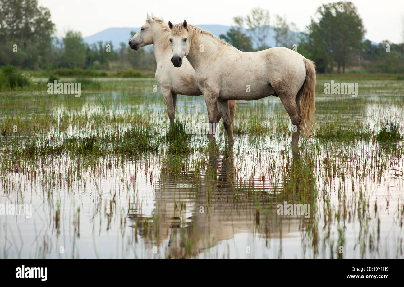 animal, wild, swamp, horse, horses, horse, animal, swamp, horses, ruin ...
