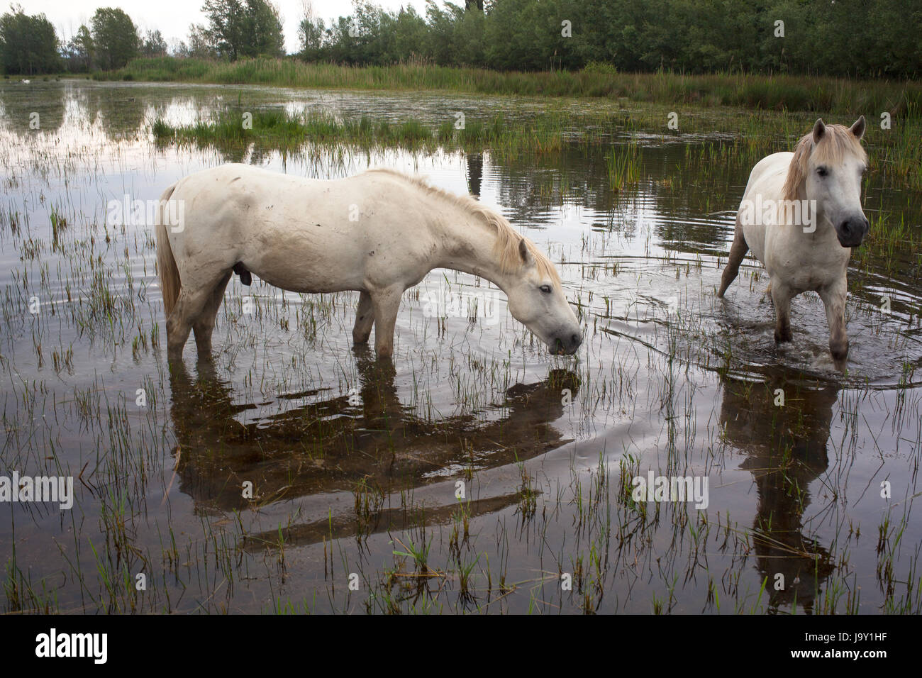 animal, wild, swamp, horse, horses, horse, animal, swamp, horses, ruin ...