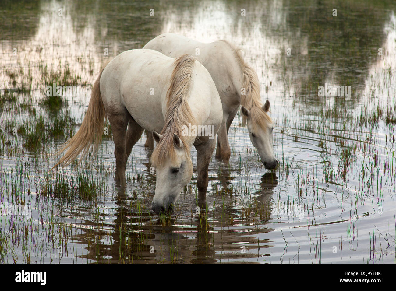 animal, wild, swamp, horse, horses, horse, animal, swamp, horses, ruin ...