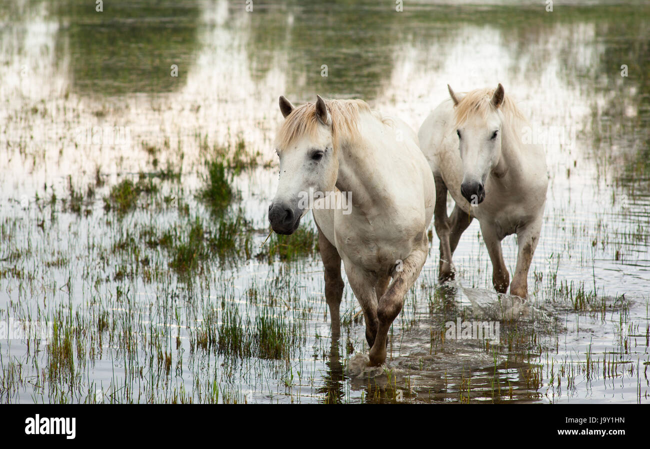animal, wild, swamp, horse, horses, horse, animal, swamp, horses, ruin ...